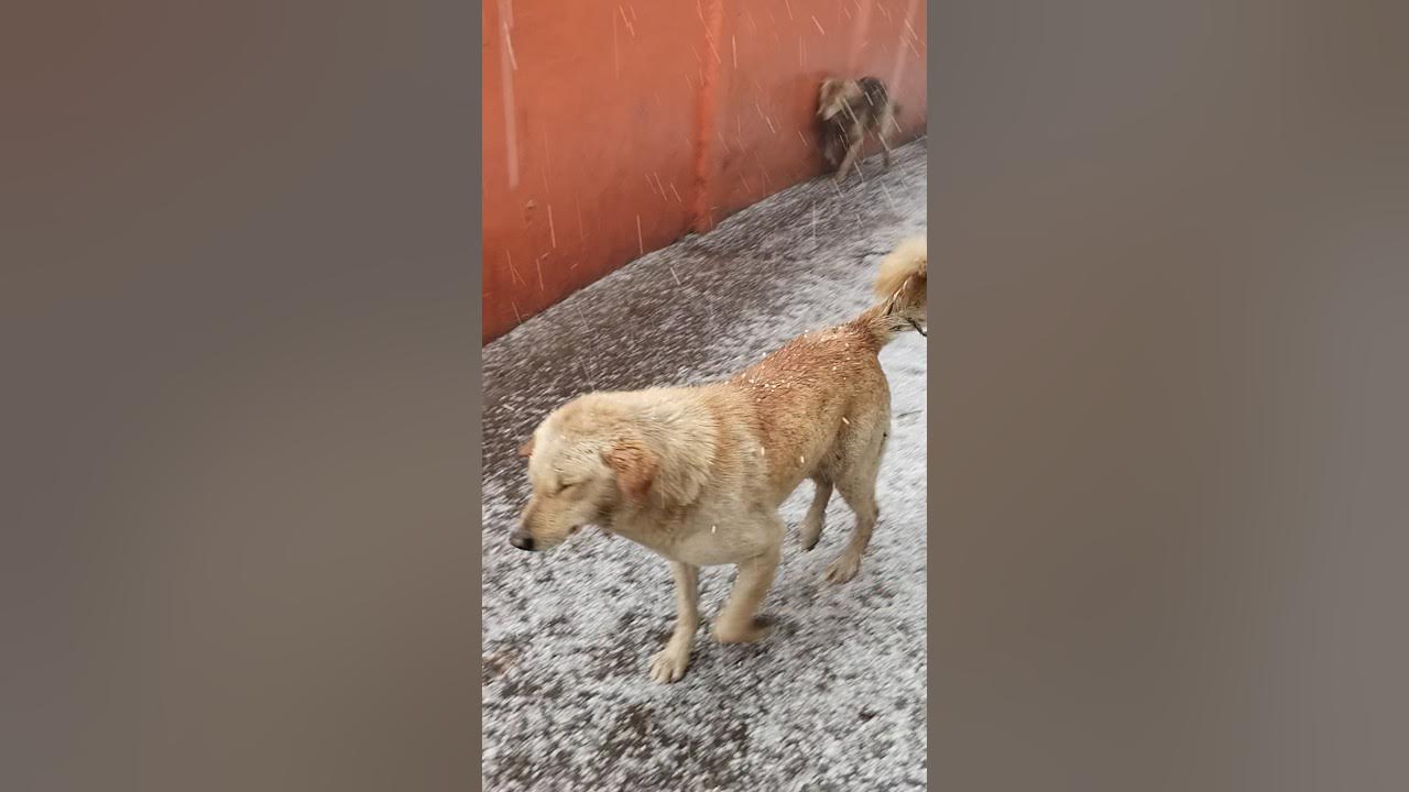 #dogso #corgi #short video - YouTube