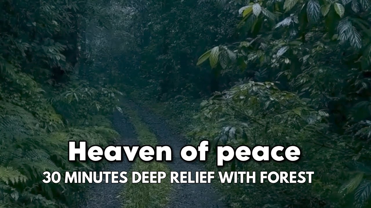 A wonderland Forest 🌿 humming bird's 🕊️ sound 😌 nature explore 😍 Heaven ...