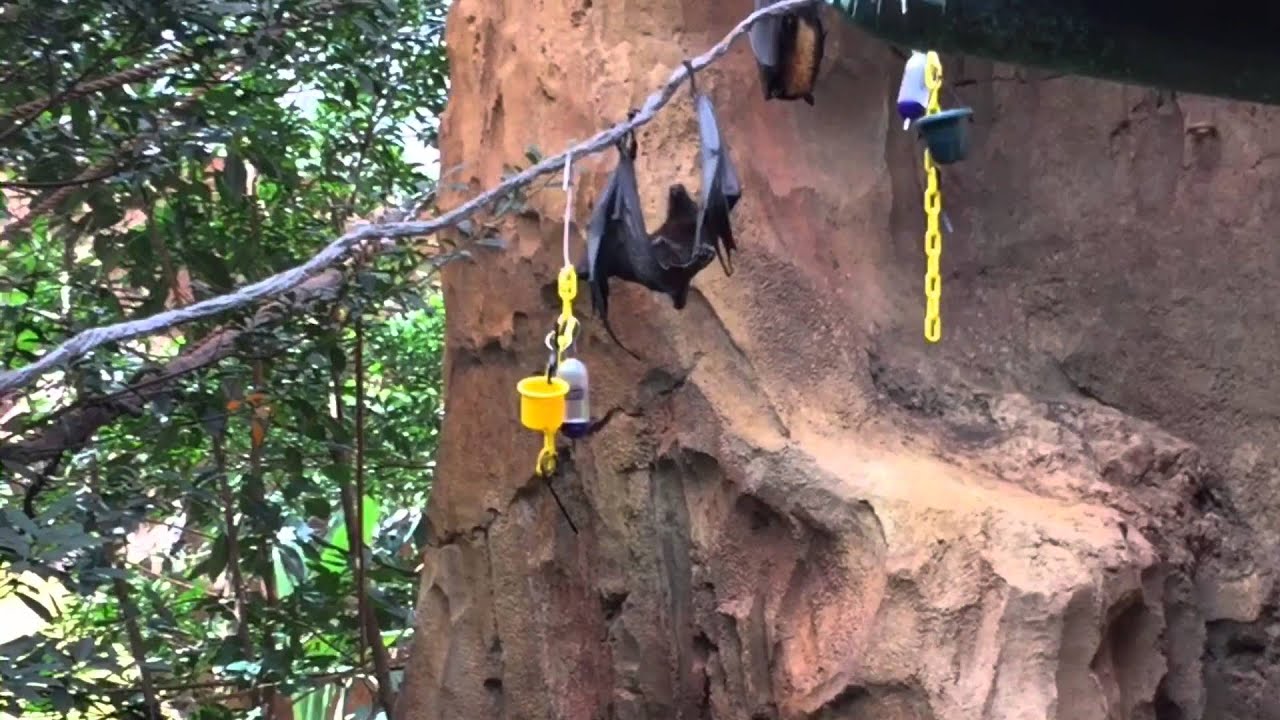 Ever Seen a Bat Poop?! No? Well, Here Ya Go! - YouTube