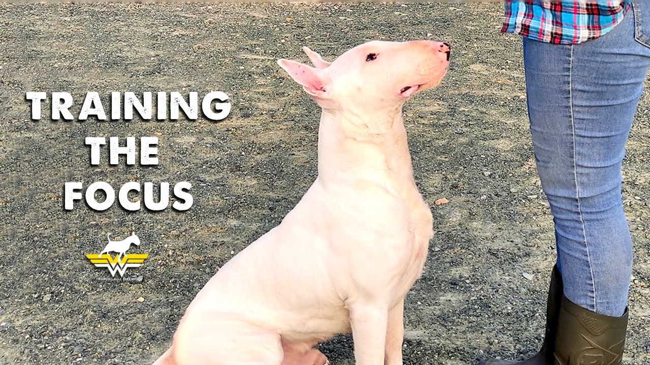 Dog training -How to train the focus command #bullterrier - YouTube