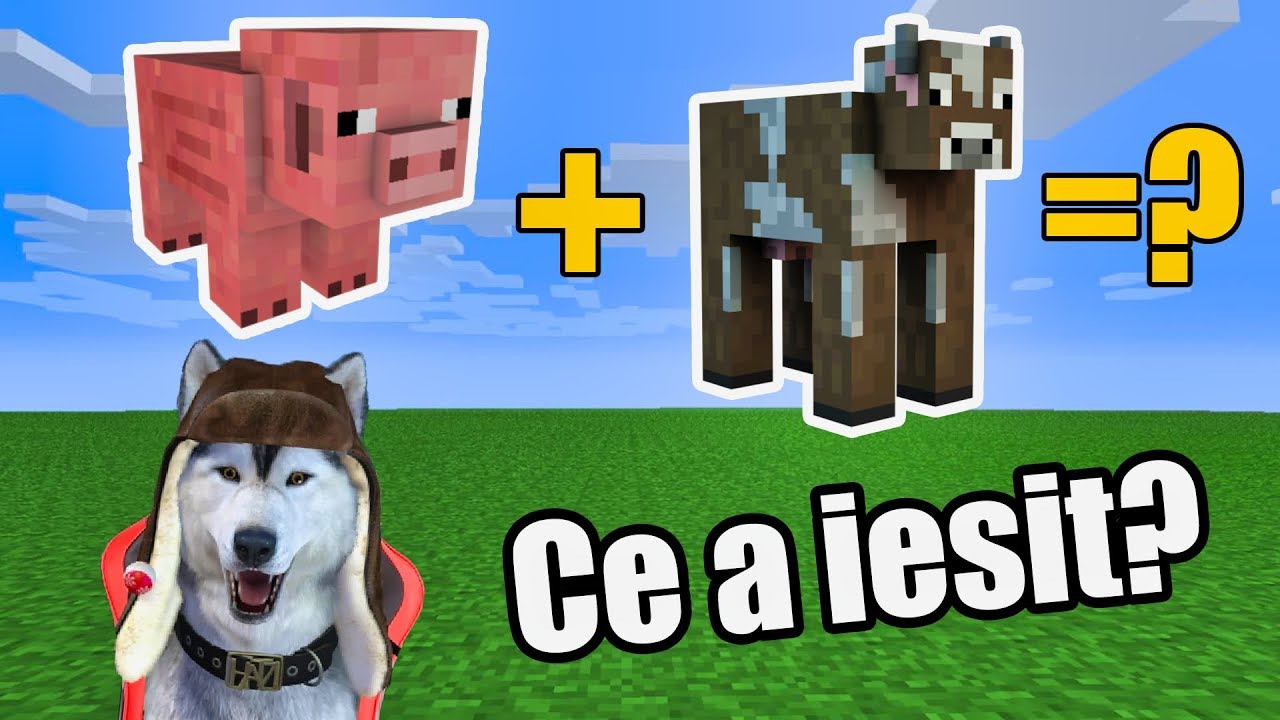 AM COMBINAT UN PORC CU O VACA in MINECRAFT | Ce a iesit? - YouTube