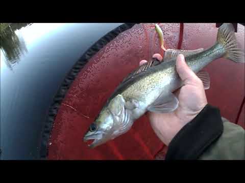 Candáti na přívlač.