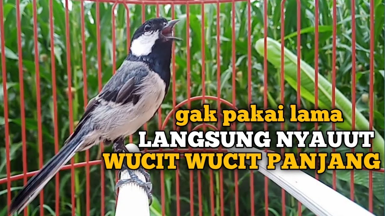 AMPUH...!! | GELATIK BATU MUDA GACOR | Glatik Ngerol Untuk Pancingan ...