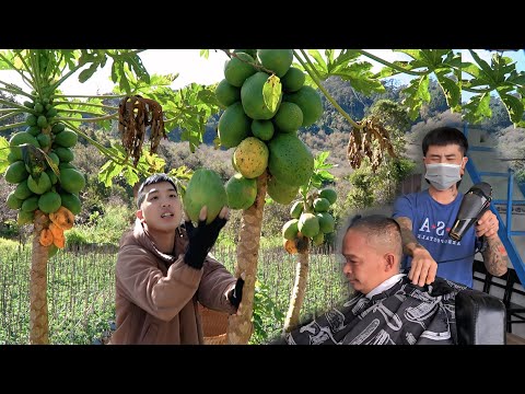 Yükseklerden Papaya Toplamak – Bo Sonunda Saçlarını Kestirdi ve Düzgün Bakım Gördü