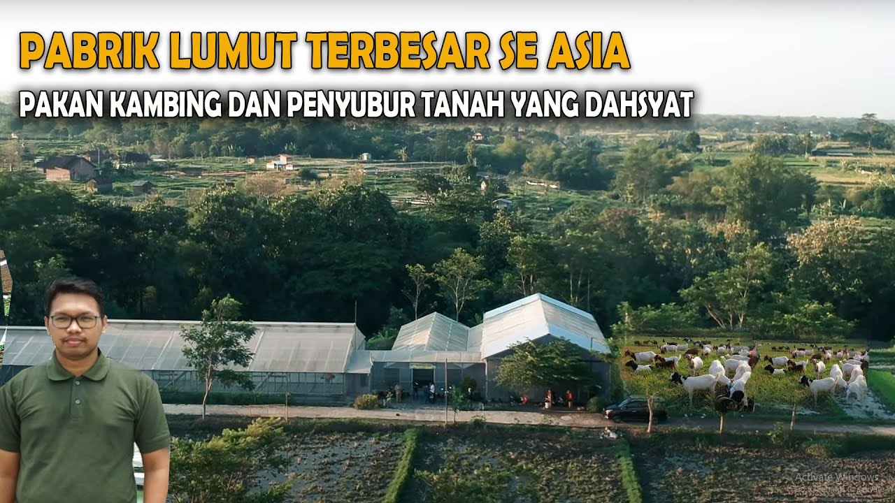 PABRIK LUMUT TERBESAR SE ASIA,PAKAN KAMBING CEPET GEMUK DAN PENYUBUR ...