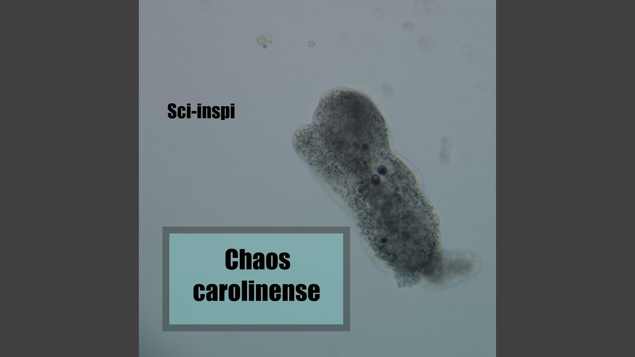 Chaos Carolinense - YouTube