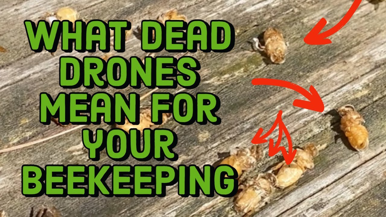 Don’t Ignore the Pile of Dead Drones by Your Hive - YouTube