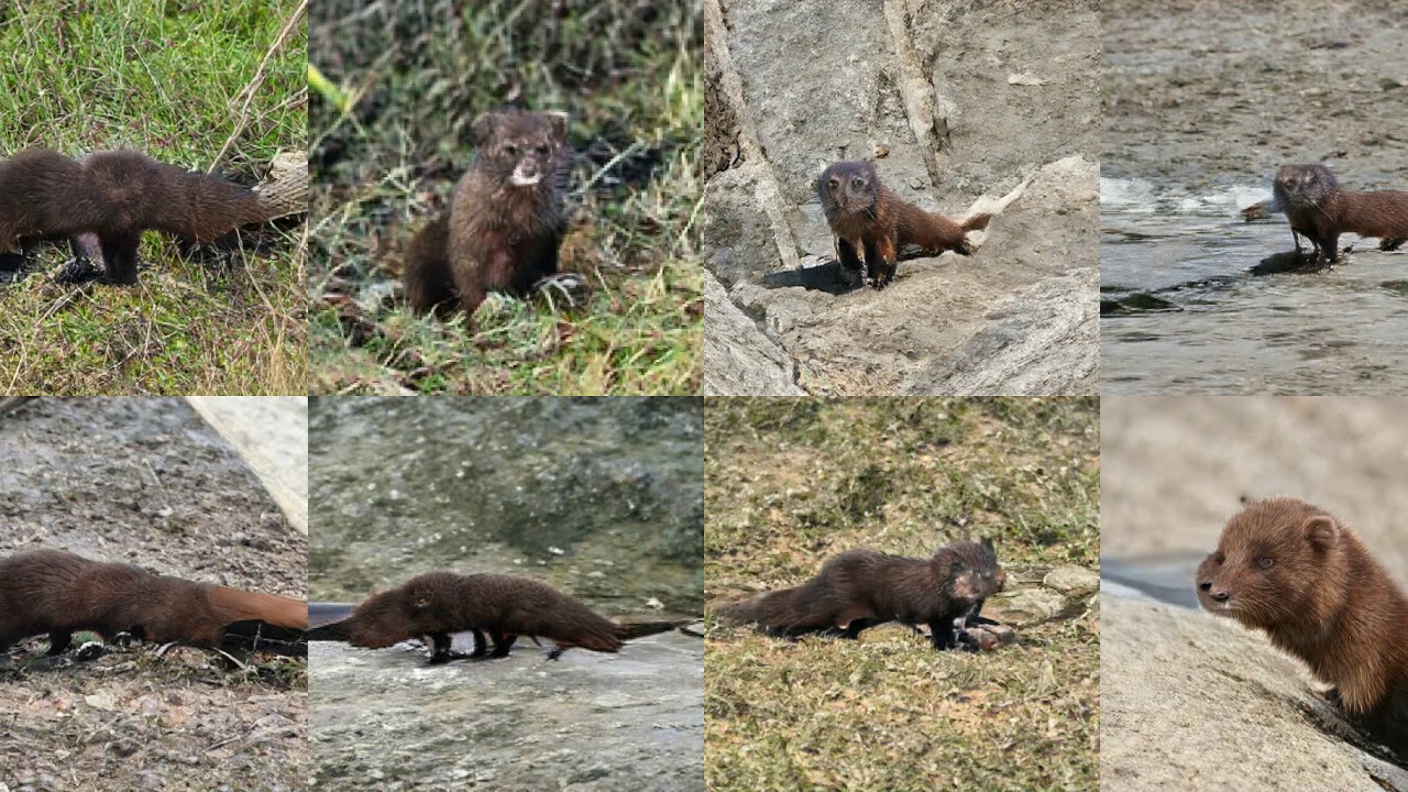 Generating Mink with Deep Learning - YouTube