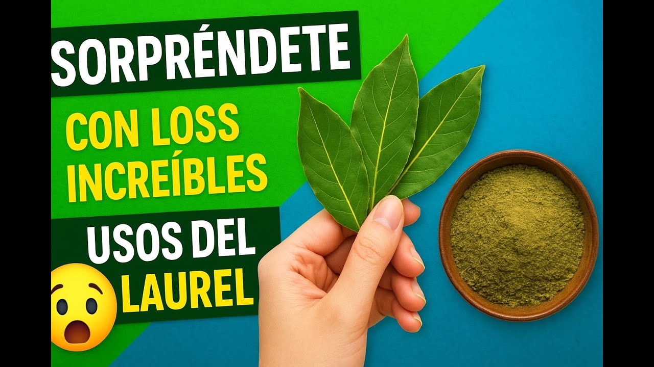 ¡Sorpréndete con los increíbles usos del laurel! - YouTube