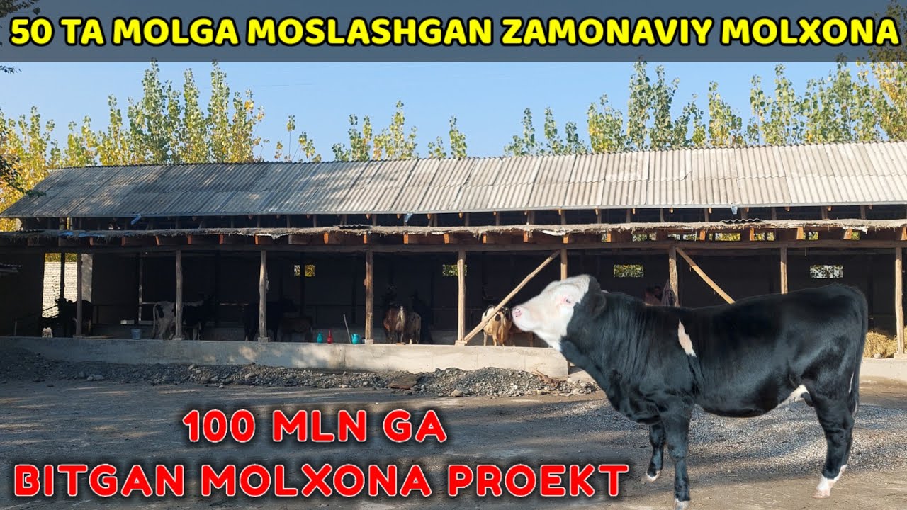 Molxona qurish sirlari 50 ta molga Moshlashgan 100 MLN ga Bitgan ...
