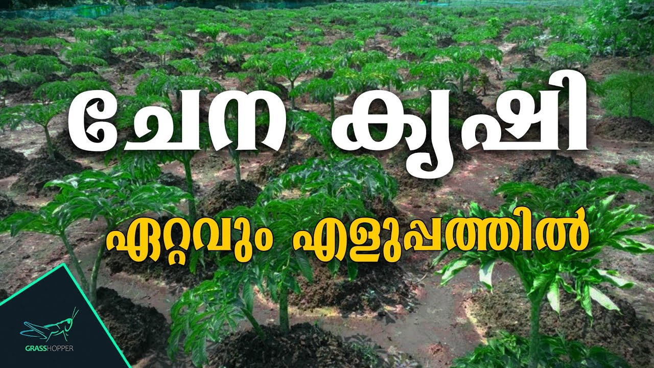 ചേന കൃഷി രീതി | വളപ്രയോഗം | Chena Krishi Malayalam Farming Video ...
