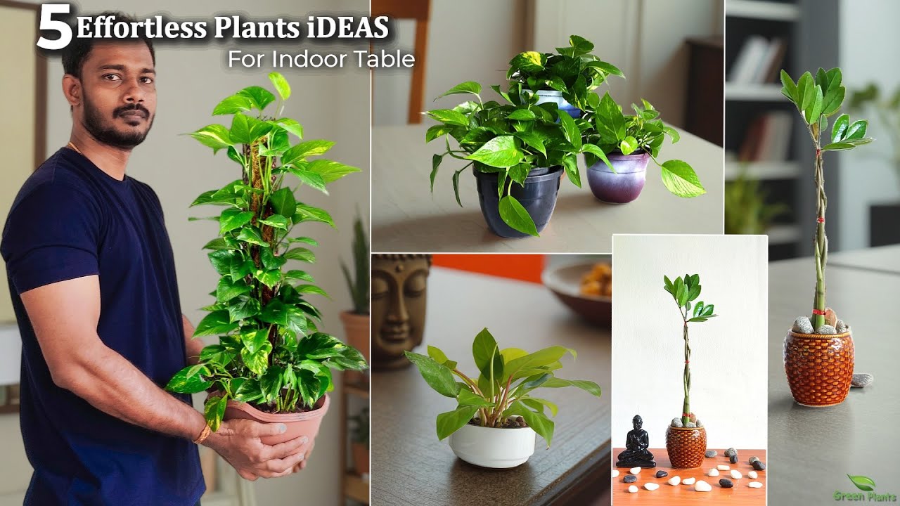 5 Effortless Plants to Brighten Your Space with Minimal Effort | Simple ...