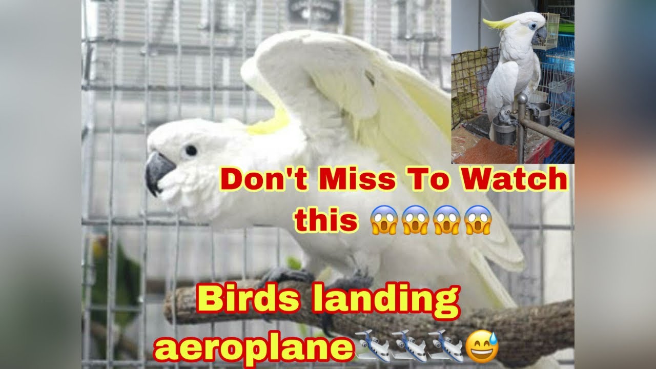 You wiill be Amazed to watch this bird😍- Cockatoo @ Al Wakrah Souq ...