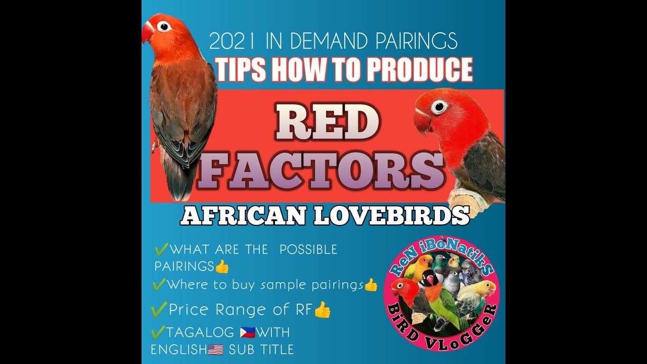 TIPS HOW TO PRODUCE VISUAL RED FACTORS AFRICAN LOVEBIRDS, RED FACTOR VS ...