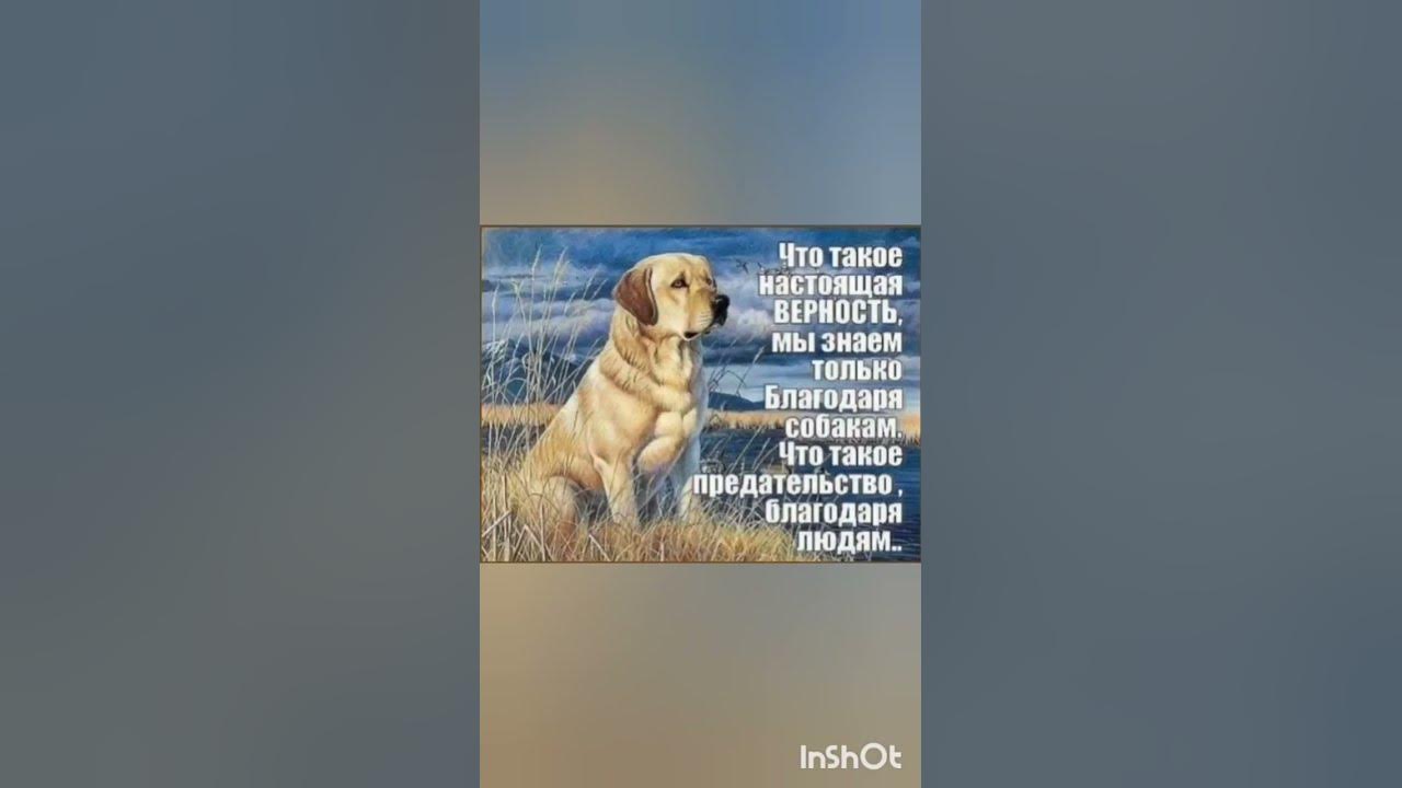 ЛЮДИ УЧИТЕСЬ ЛЮБВИ У СОБАК собаки животные собакадругчеловека