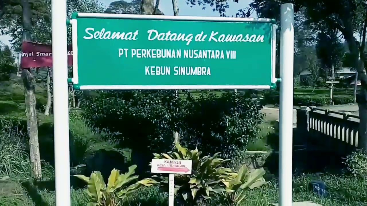 PT. PERKEBUNAN NUSANTARA VIII KEBUN SINUMBRA 2019 - YouTube