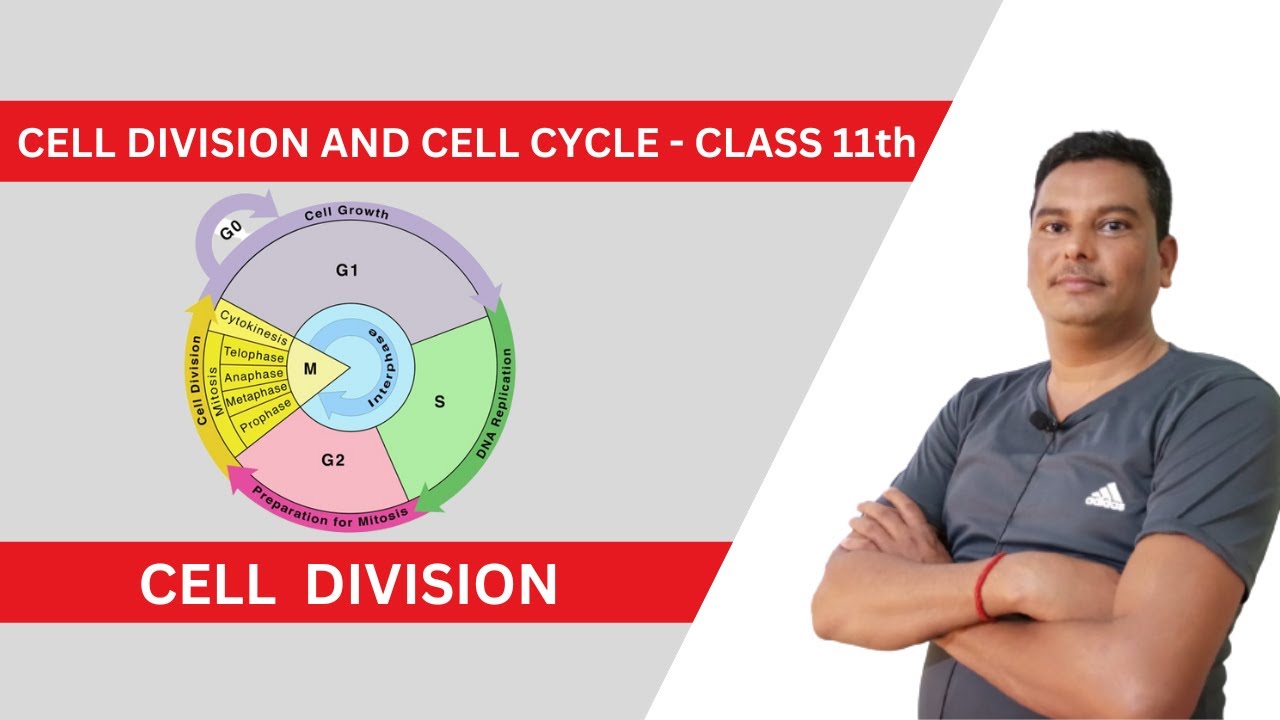 Cell division and cell cycle || Class 11th || cell division || biology ...