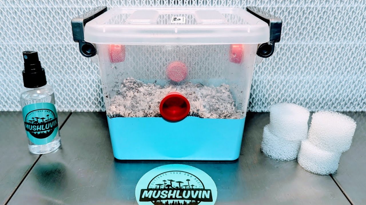 Easy Mushroom Growing: How to Initiate Fruiting Conditions for your ...