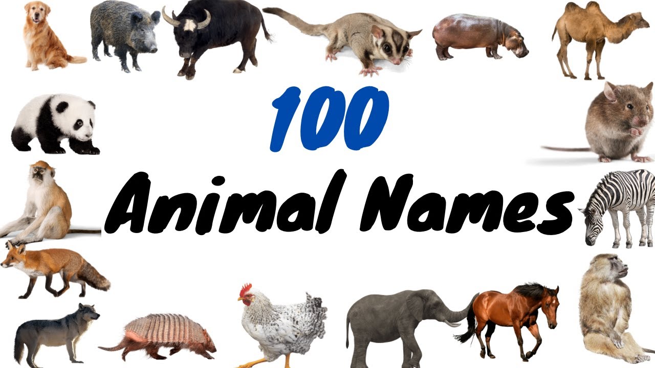 100 Animals Name | Learn Animals Name in English | Animals Name Basic ...
