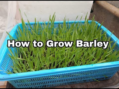 How to grow barley grass! - YouTube