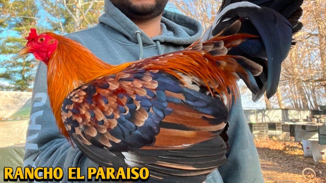 Golden Monkey Sweater Hennie - RANCHO EL PARAISO - YouTube