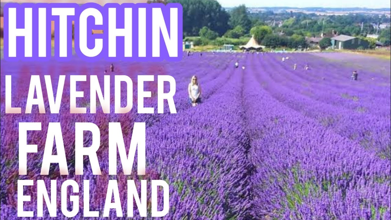 Prettiest Lavender Field near London | Hitchin Lavender Farm - YouTube