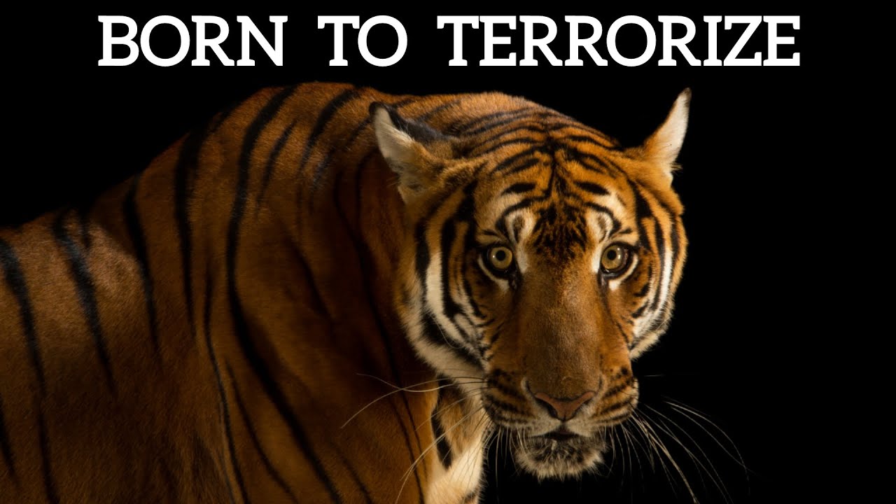 TIGERS || NIGHTMARE IN THE JUNGLE. - YouTube