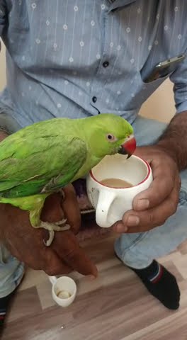 parrot drink tea - YouTube