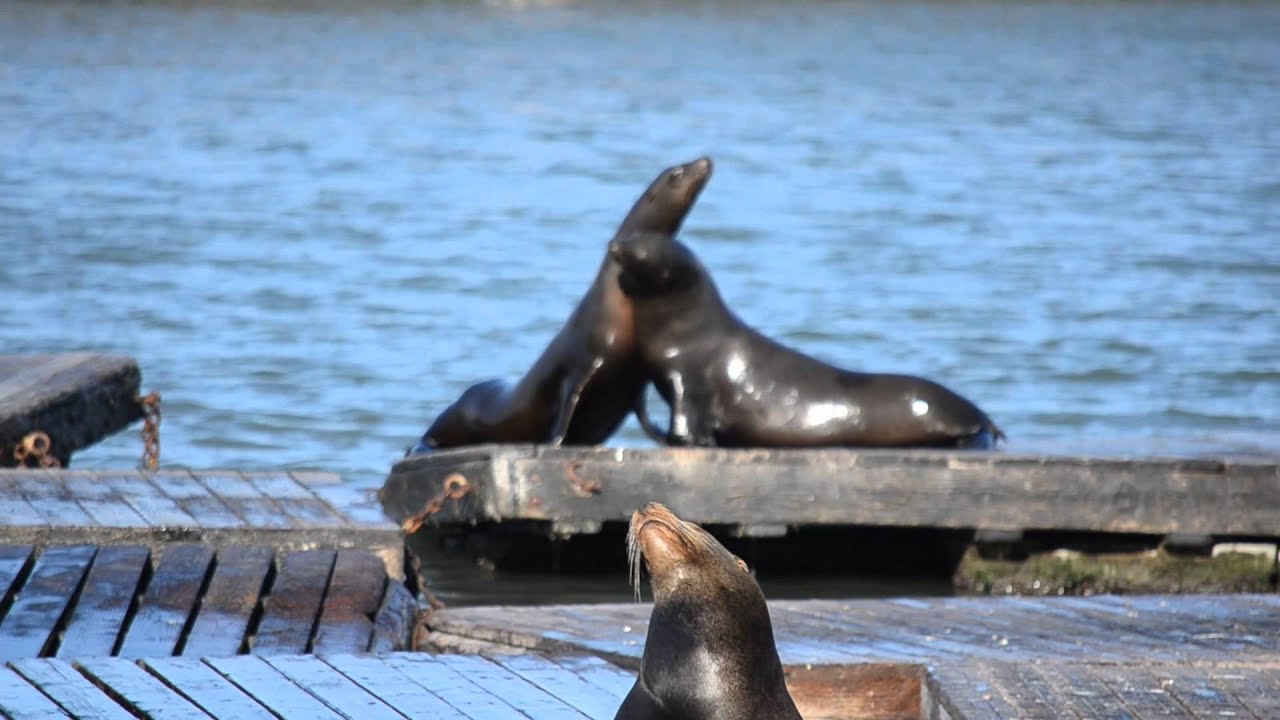 San Francisco Pier 39 seals fighting - YouTube