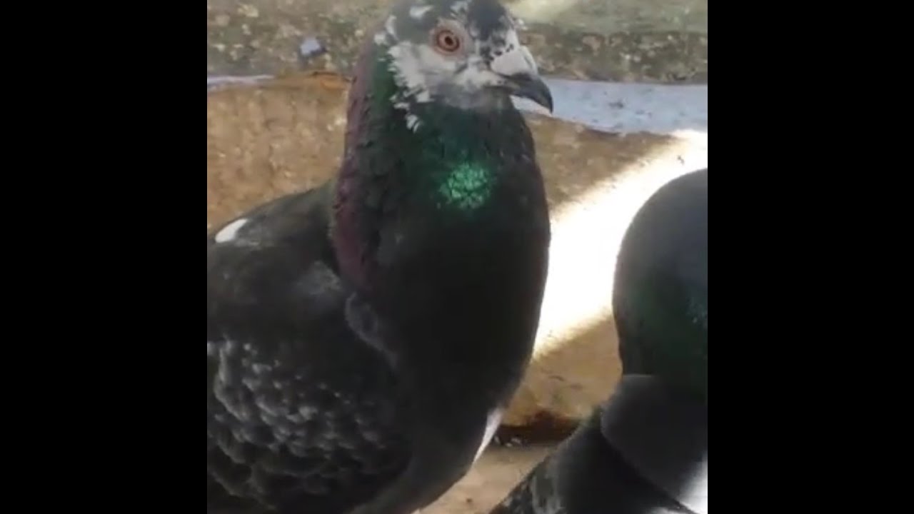 Pigeons race from Cuba - YouTube