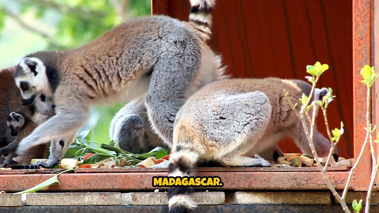 The Ring-Tailed Lemurs in Madagascar. - YouTube