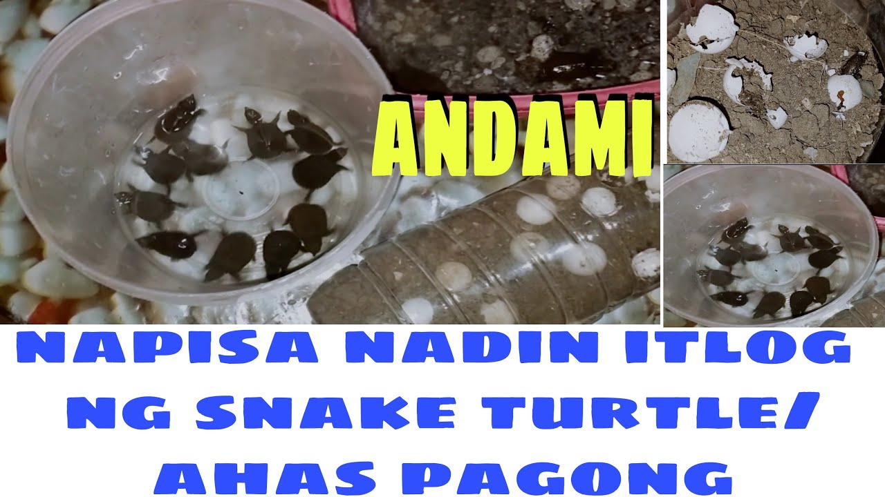 THE EGG HATCHED SOFT SHELL TURTLE BABY SOFTSHELL TURTLE - YouTube