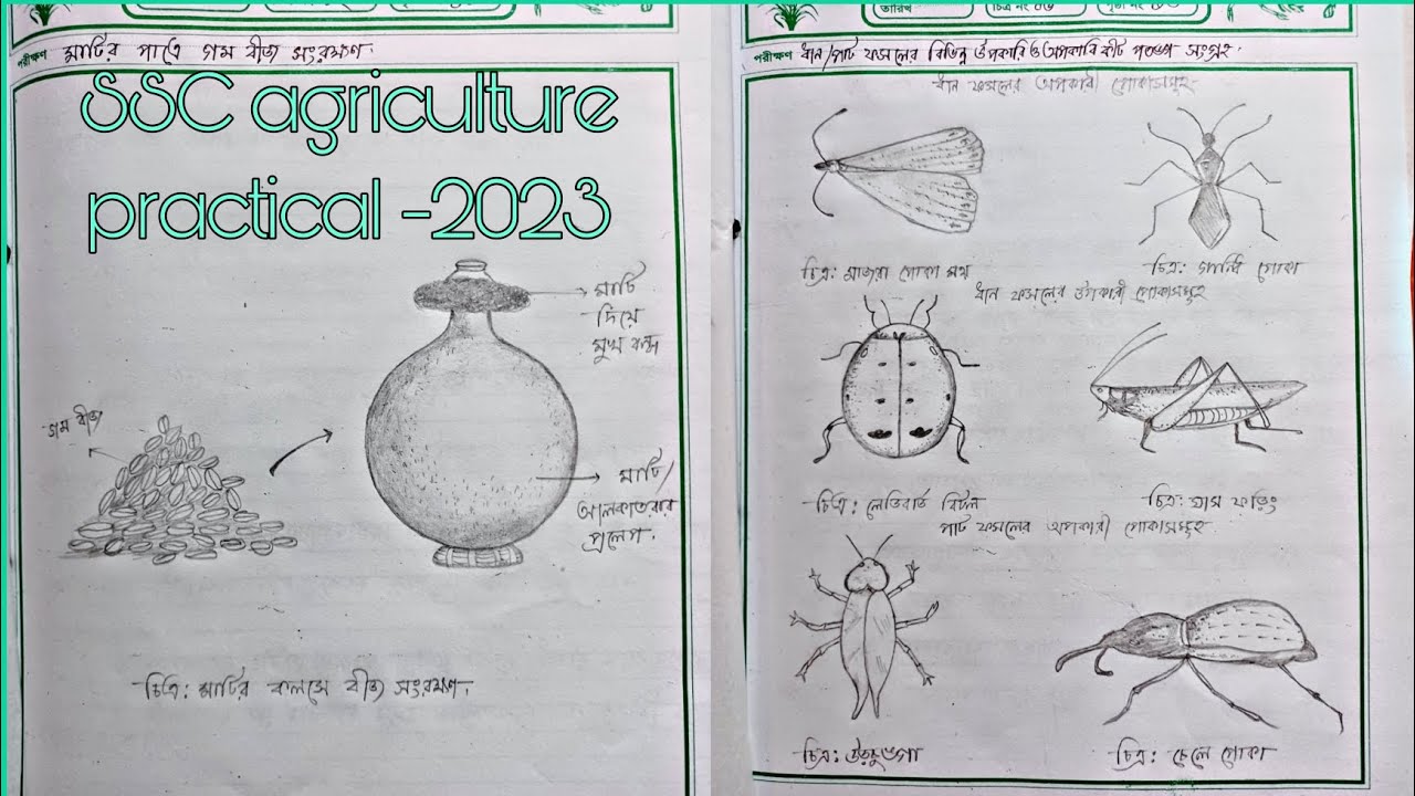 SSC Agriculture practical-2023/কৃষিশিক্ষা ব্যবহারিক/বোনেদের জন্য একে ...
