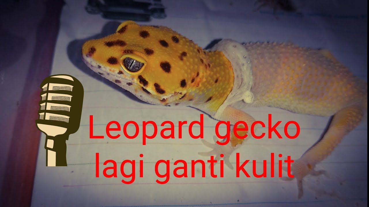 Reptil Leopard gecko shedding (SHTCT)...👍👍 - YouTube