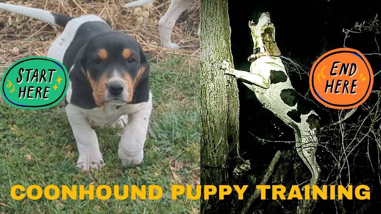 Coonhound Puppy Training Part 1 (0-4 Months) - YouTube