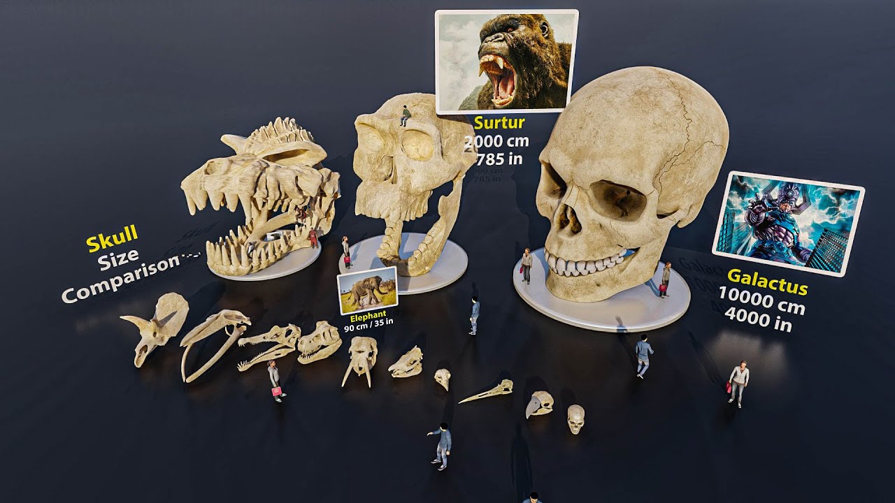 Skull Size Comparsion | 3D Animation - YouTube