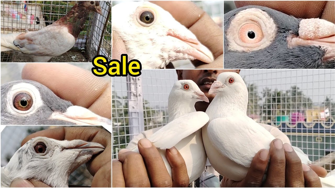 PIGON LOVER BY ARIF BAHI NO:-6290203429 - YouTube