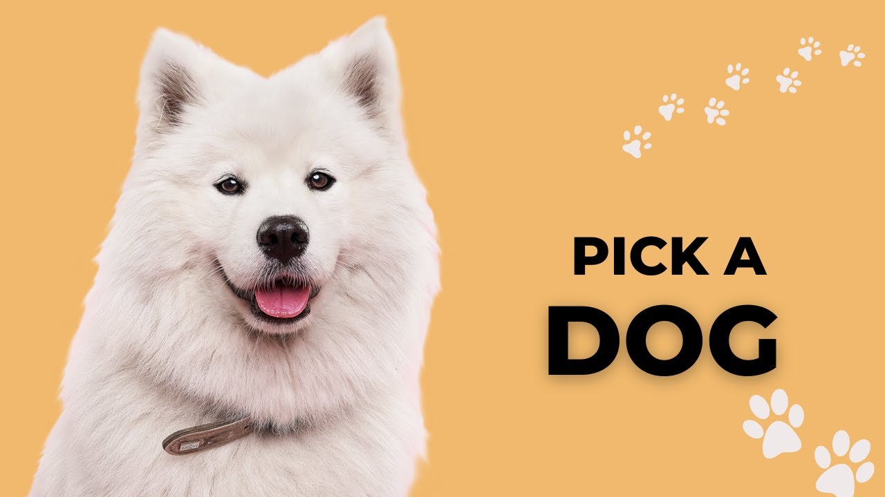 Pick A Dog - YouTube