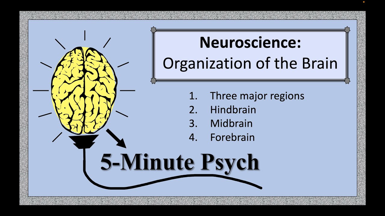 Neuroscience: Organization of the Brain - YouTube
