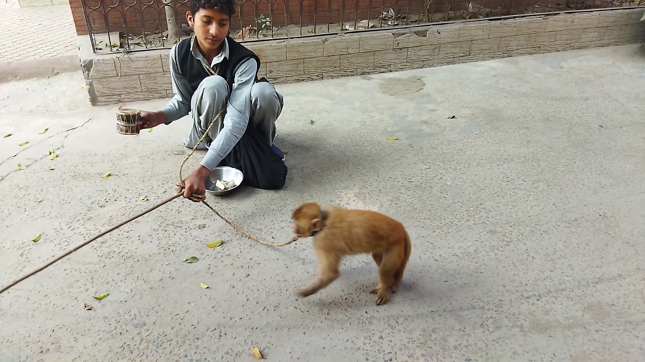 Monkey performance - YouTube