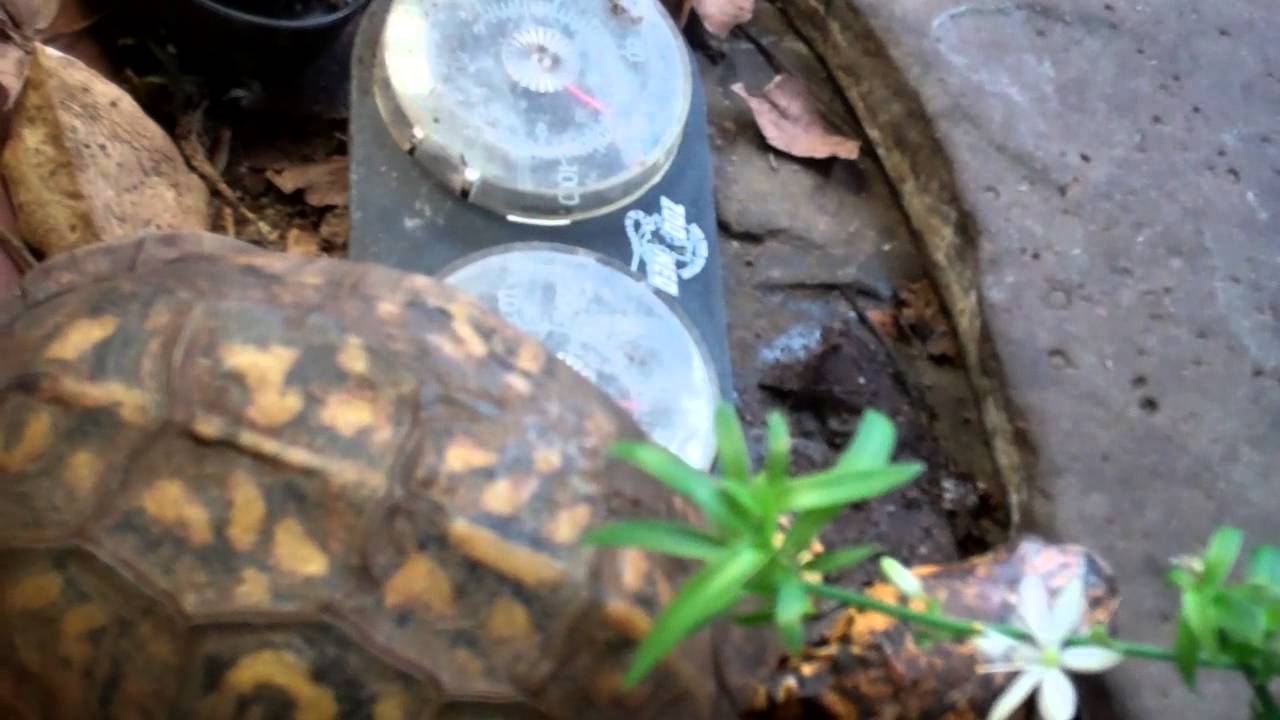 Sparky-box turtle care-Setting up a turtle habitat - YouTube