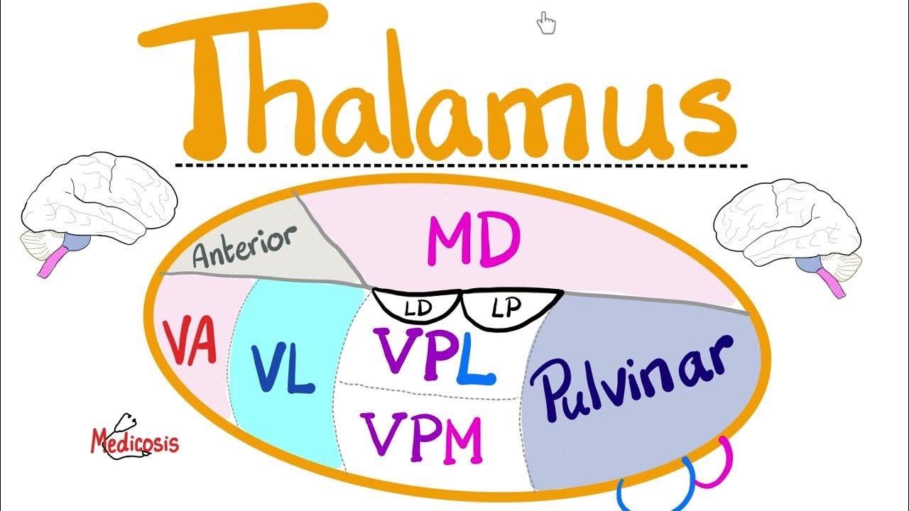 Thalamus Diencephalon Thalamic Nuclei — Va Vl Md Vpm Vpl Mgb Lgb Anterior Pulvinar