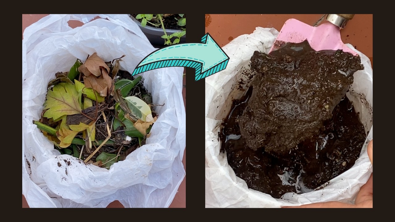 Turn dry plant waste into rich compost for your houseplants! - YouTube