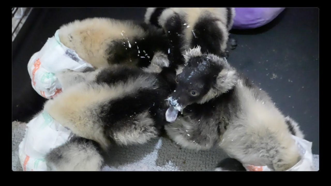 Ruffed lemurs!! Beautiful babies and the work that goes into this life ...