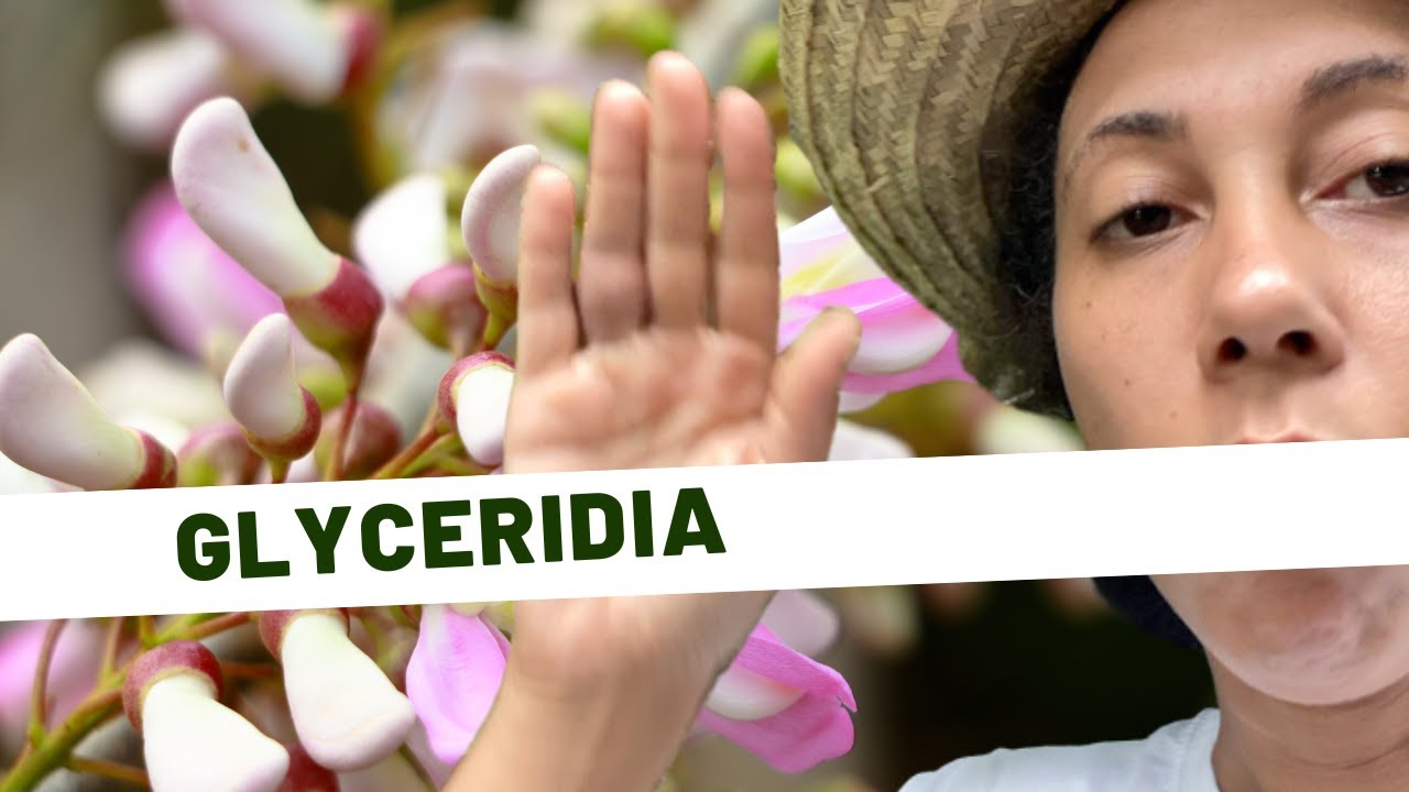 🌱Plantes médicinales /Jour 26 : Le GLYCERIDIA - YouTube