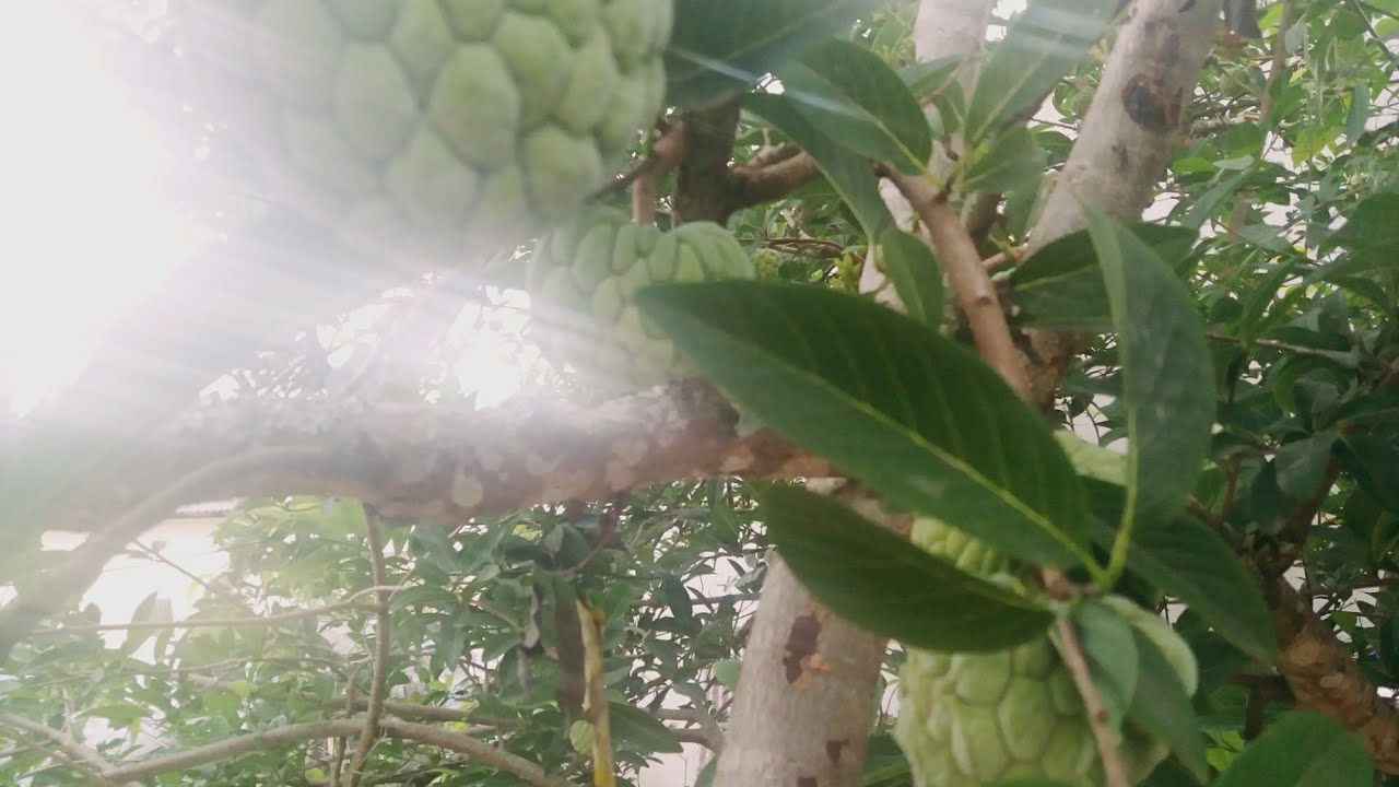 Olha como esta bem carregado nosso pé de pinha,ou fruta do Conde,ata ...