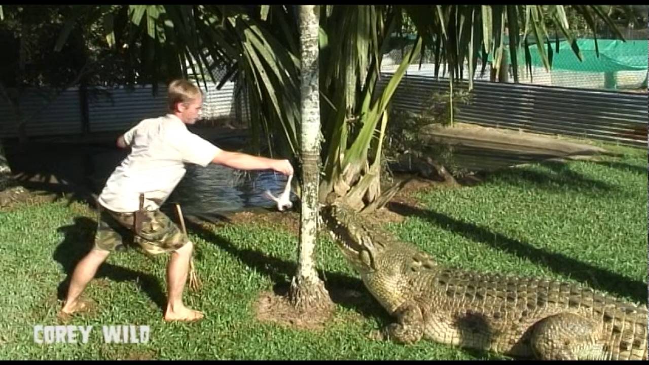 MAN VS CROCODILE # 15 - CROCODILE MAN - YouTube