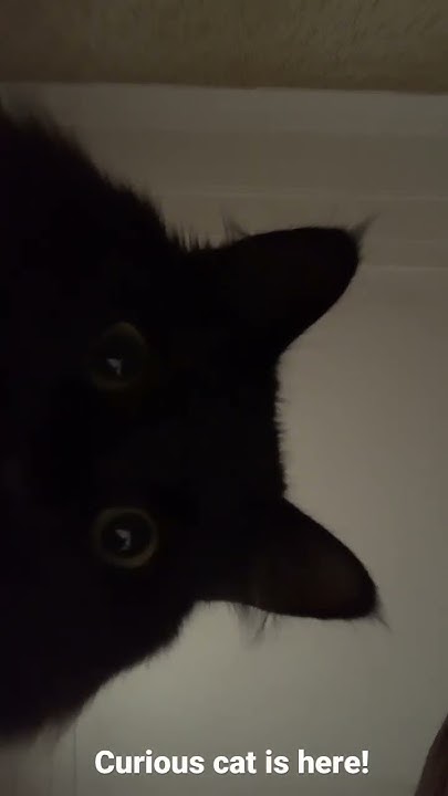 Curious cat| любопытная кошка #curiouscat #curious #кошка - YouTube