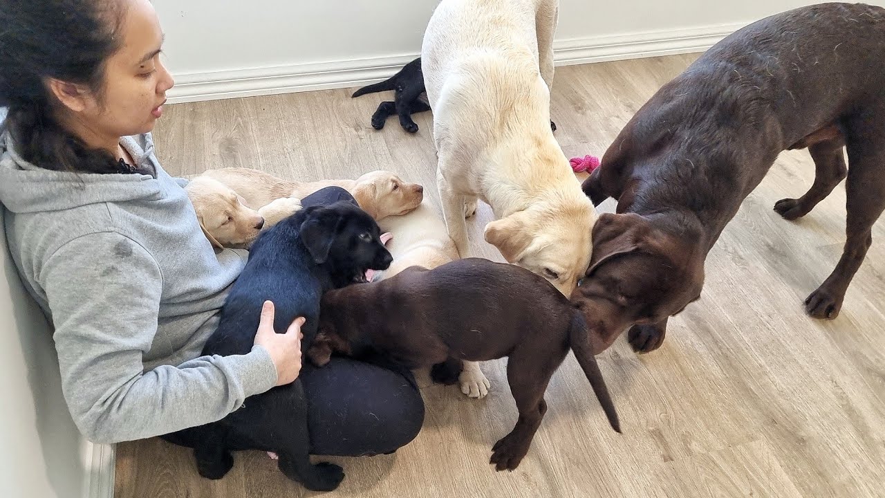 Labradors Helping Human Mom Babysit 6 Puppies - YouTube