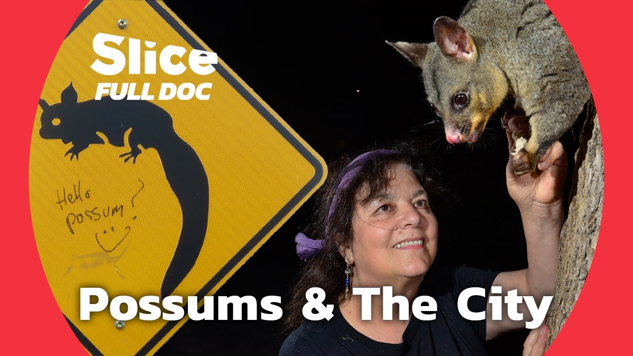Possum Wars: Australia’s Most Unwanted Marsupials’ Fight to Make It in ...